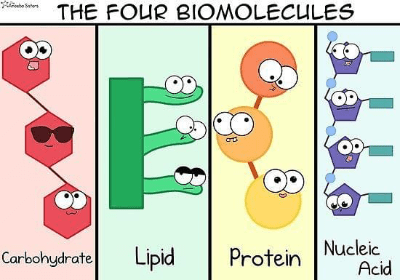 HKDSE Biology - Biomolecules (Protein and Nucleic acid) - HKDSE Biology ...