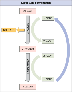 HKDSE Biology - Anaerobic respiration - HKDSE Biology Anaerobic Lactic ...