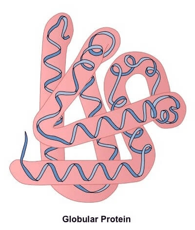 GCE CIE BIOL - Haemoglobin (Globular Proteins) - biology GCE CIE ...
