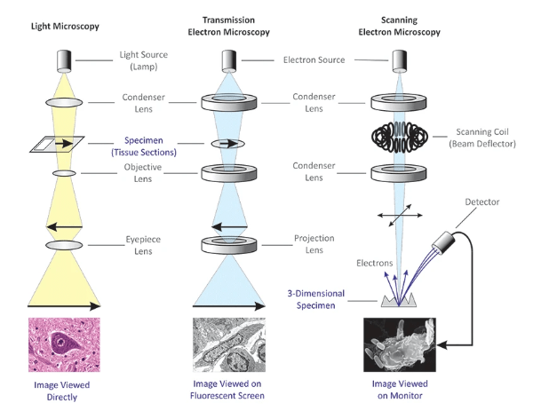 GCE CIE Biology - Microscopy - biology GCE CIE resolution magnification ...