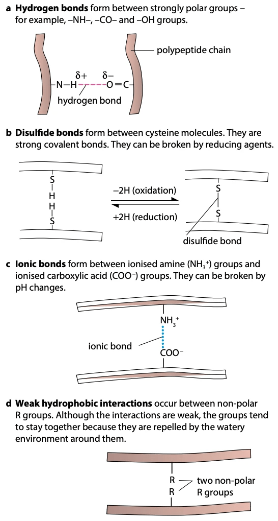 GCE CIE BIOL - Protein Structure and Types of Bonding - biology GCE CIE ...