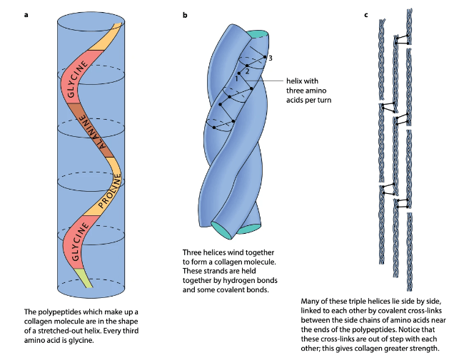 GCE CIE BIOL - Collagen (Fibrous Proteins) - biology gce cie collagen ...