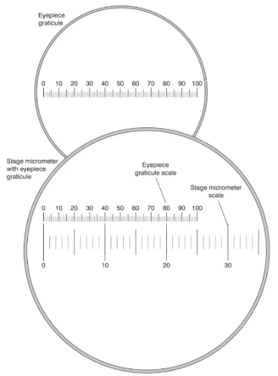 GCE CIE Biology - Magnification and Measurement Units - biology GCE CIE ...