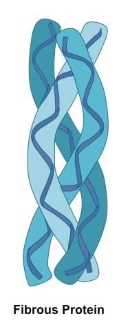 GCE CIE BIOL - Collagen (Fibrous Proteins) - biology gce cie collagen ...