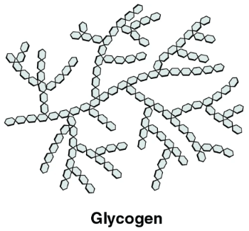 GCE CIE BIOL - Molecular Structure of Polysaccharides - biology GCE CIE ...
