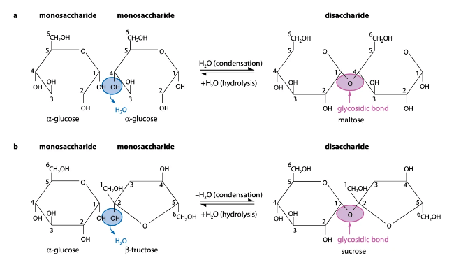 GCE CIE BIOL - Formation and Breakage of Glycosidic Bonds - biology GCE ...