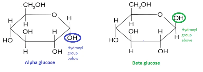 Alpha And Beta Glucose Ring Structure My Xxx Hot Girl