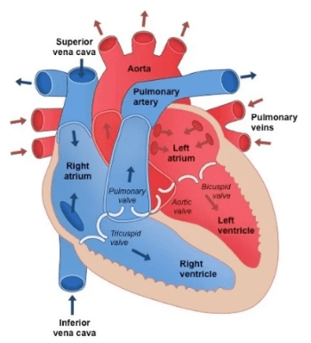 IAL Edexcel Biology - Cardiac Cycle - Biology IAL Cardiac cycle Heart
