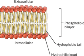 IB Biology - Cell Membrane Structure - IB biology Fluid mosaic model phospholipid bilayer ...