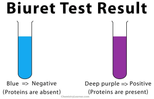GCE AQA BIOL - Proteins - biology protein protein structure