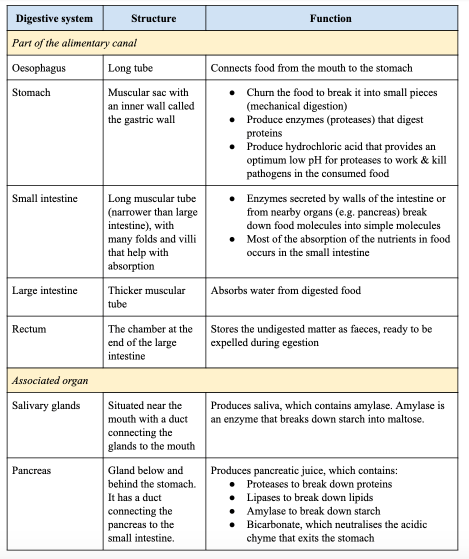 GCE AQA BIOL - The Digestive System - biology Digestion digestive system