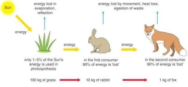 BIOL - Energy Flow And Loss - Energy Flow Energy loss Ecosystem Biology
