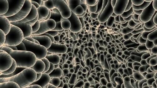 BIOL - Adaptations Of Villus - Absorption Adaptat Villus Biology