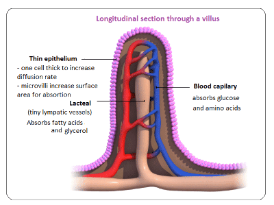 BIOL - Adaptations Of Villus - Absorption Adaptat Villus Biology