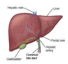 BIOL - Bile And It's Wonders - Digestion In Human Liver Bile Nutrition ...