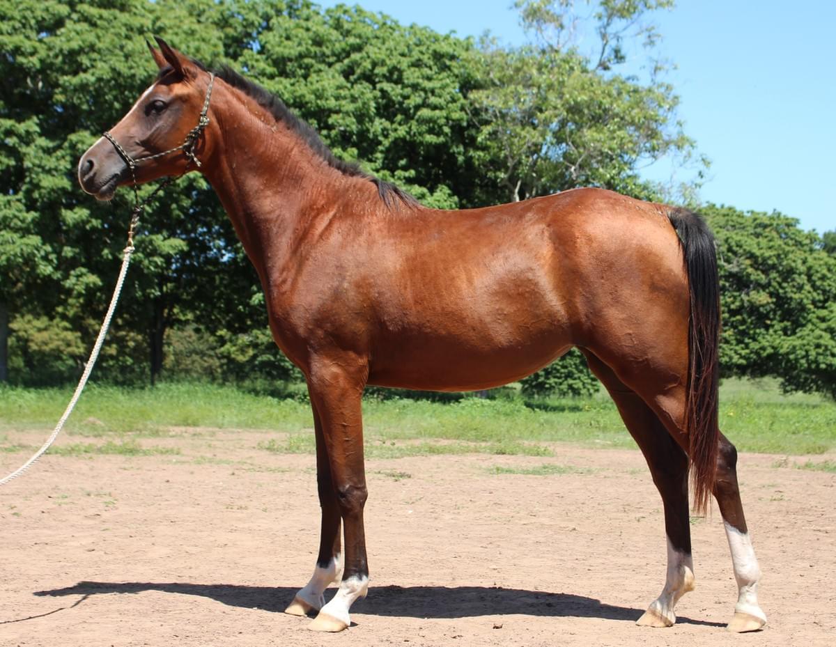 Lanamere Arabians