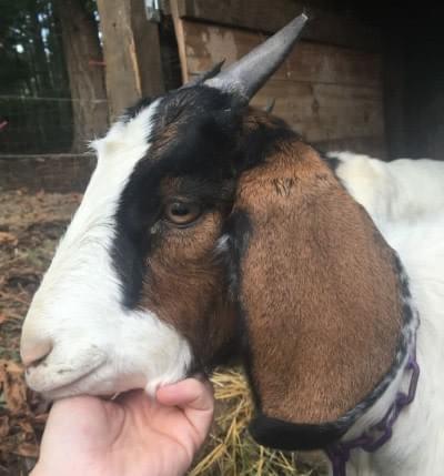 Banding Goat Horns