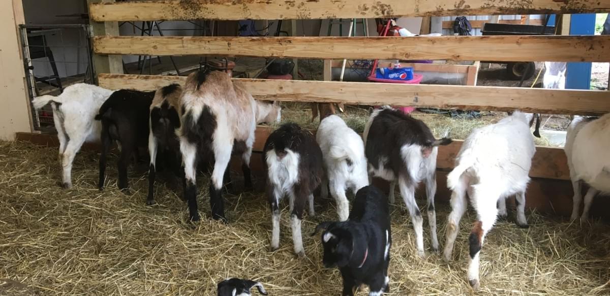 Best Goat Feeder *EVER*