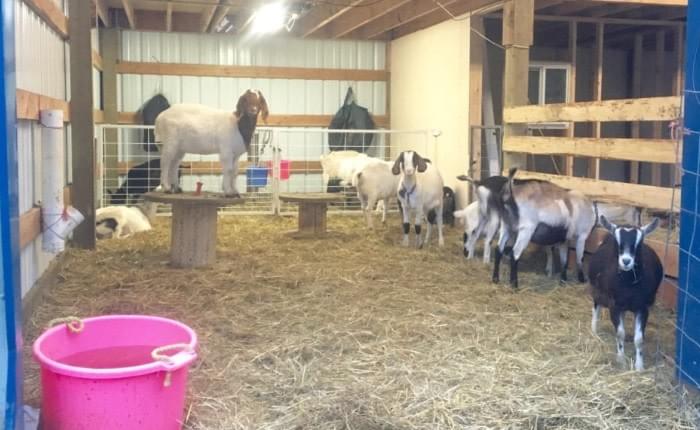 Best Goat Feeder *EVER*