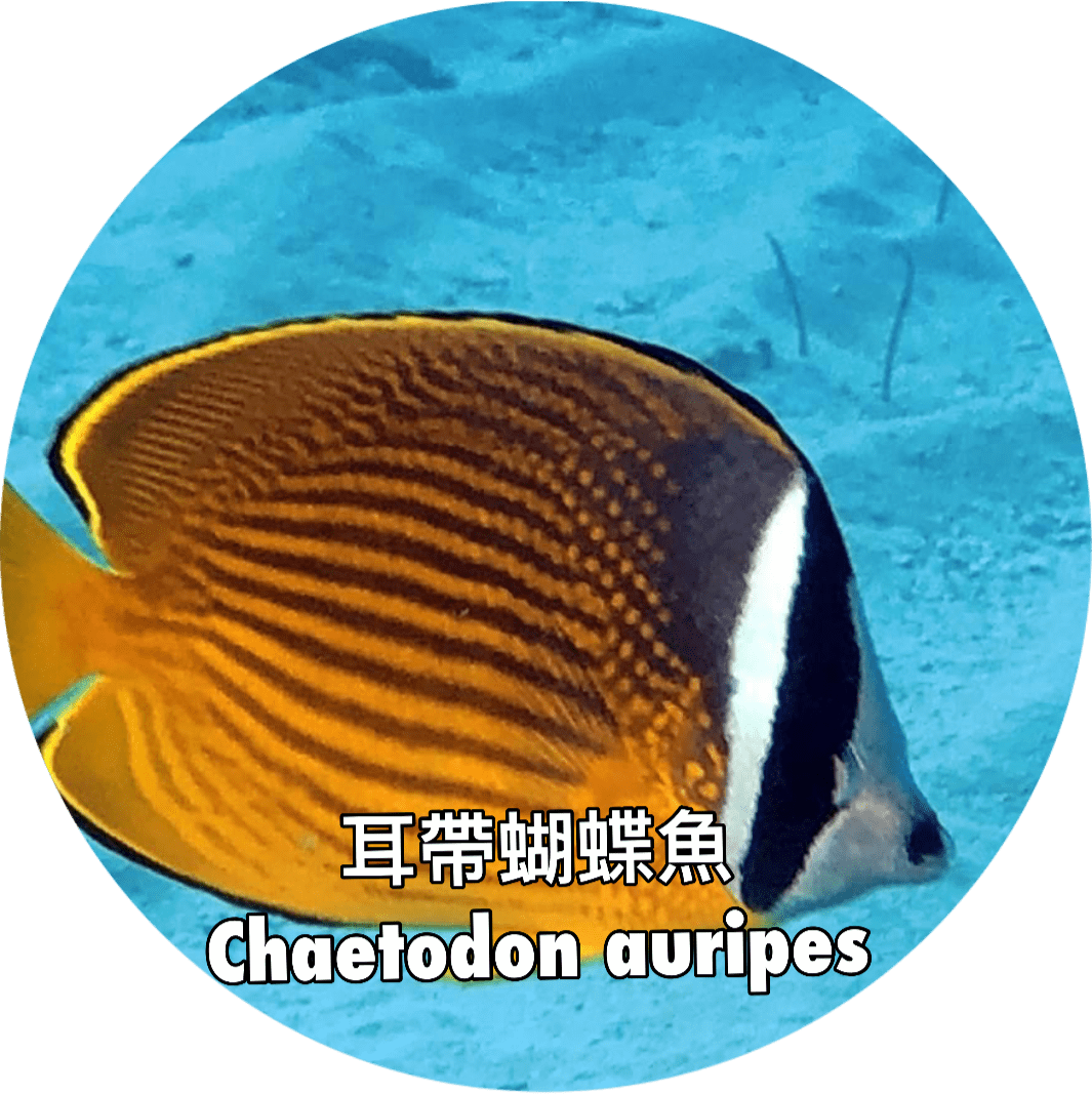 耳帶蝴蝶魚 Chaetodon auripes - Marine Organism