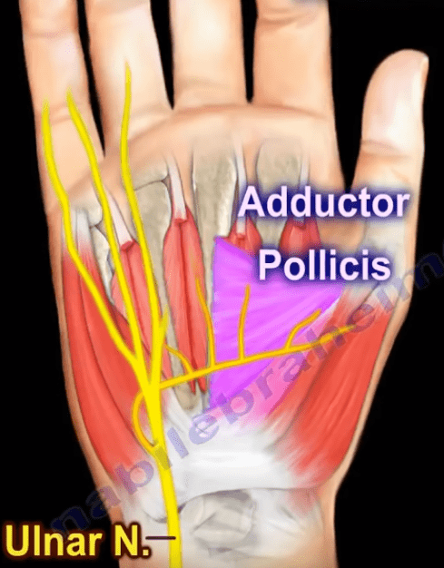 Froment’s Sign - Orthopedics Hand Nerve Injury Nabil Ebraheim Healthcare