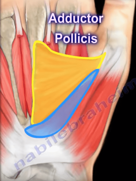 Froment’s Sign - Orthopedics Hand Nerve Injury Nabil Ebraheim Healthcare
