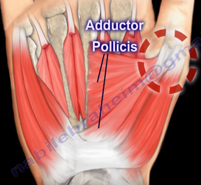 Froment’s Sign - Orthopedics Hand Nerve Injury Nabil Ebraheim Healthcare