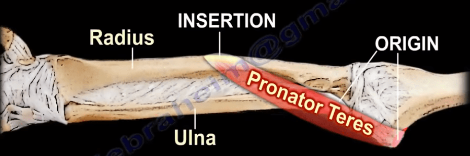 Anatomy of the Pronator Teres - Orthopedics Muscles Anatomy Arm Healthcare