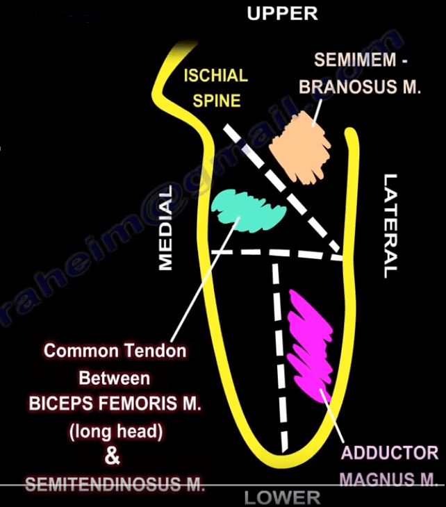 Anatomy of the Semitendinosus Muscle - Healthcare Orthopedic Surgery ...