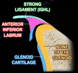 Lesions of the Shoulder- GLAD Lesion - lesions Healthcare Orthopedic ...