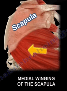 Winged Scapula- The Long Thoracic Nerve - Healthcare Orthopedic Surgery ...