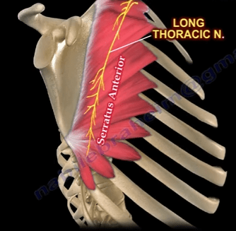 Winged Scapula- The Long Thoracic Nerve - Healthcare Orthopedic Surgery ...
