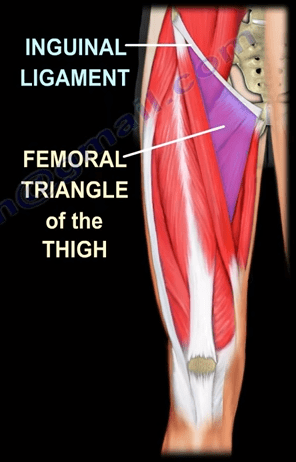 Lateral Thigh Muscles The Femoral Triangle Healthcare Muscles