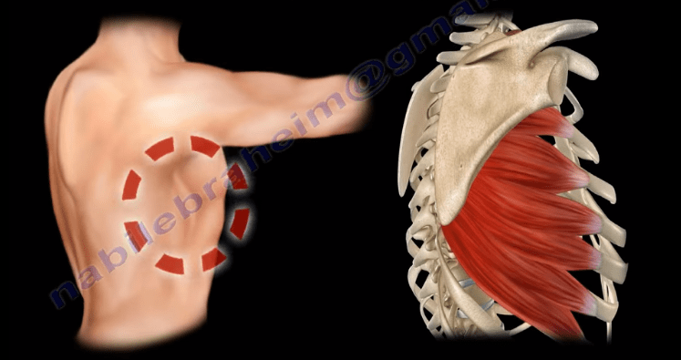 Serratus Anterior Muscle Anatomy - Healthcare Orthopedic Surgery ...