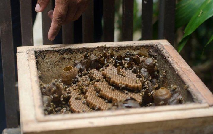 The Melipona Bee Mayan Species Melipona