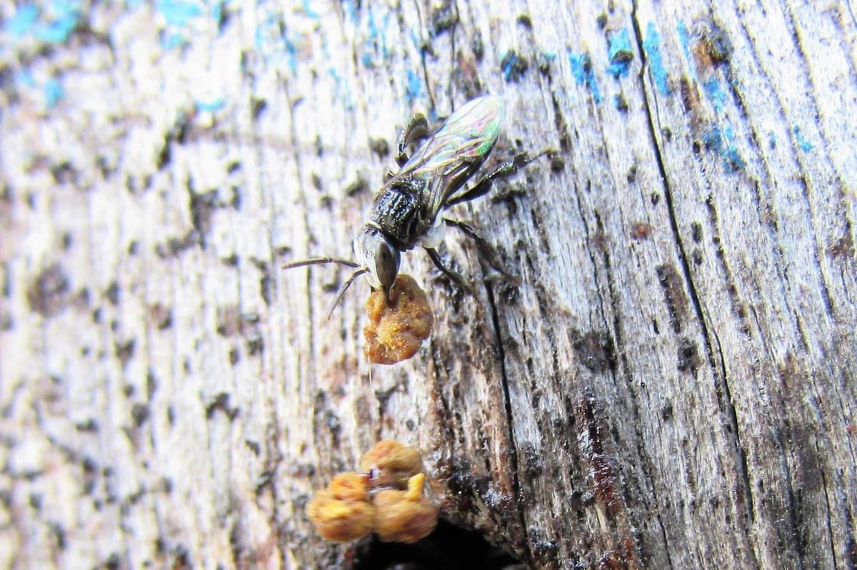 The Magical Melipona, the Stingless Bees of Yucatan - Melipona Honey