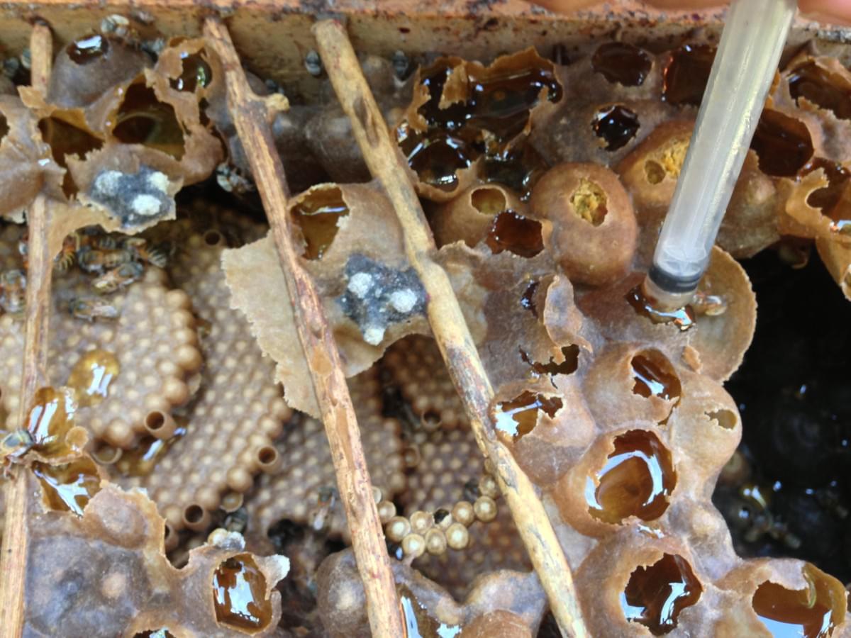 MELIPONA BEE HONEY
