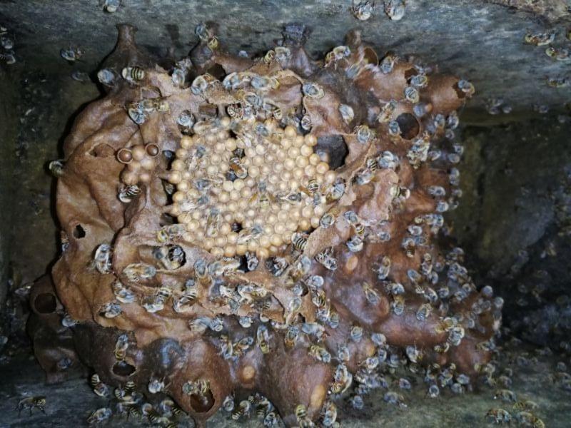 Why is Mayan Honey the World Best Bee Honey? - Melipona Honey