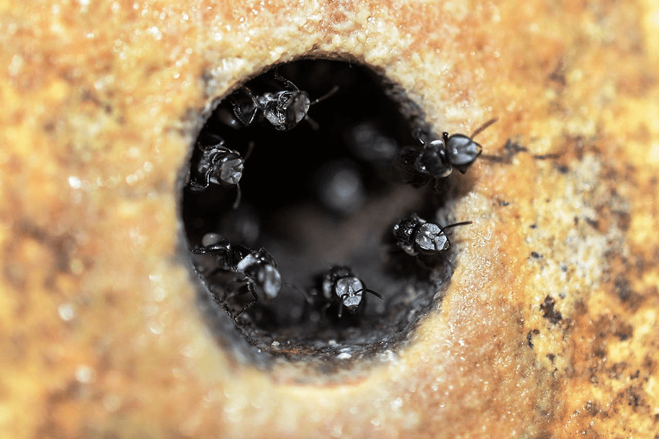 The Magical Melipona, the Stingless Bees of Yucatan - Melipona Honey