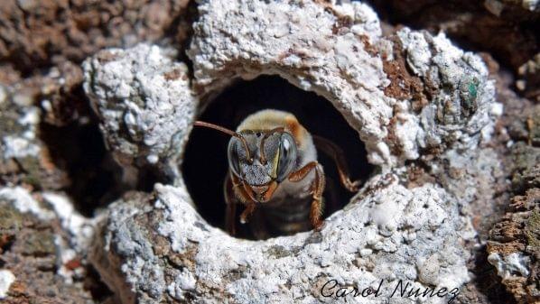 The Melipona Bee Mayan Species Melipona