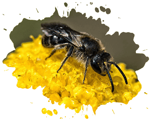 Stingless bees, aka meliponini, are eusocial bees that do not sting.