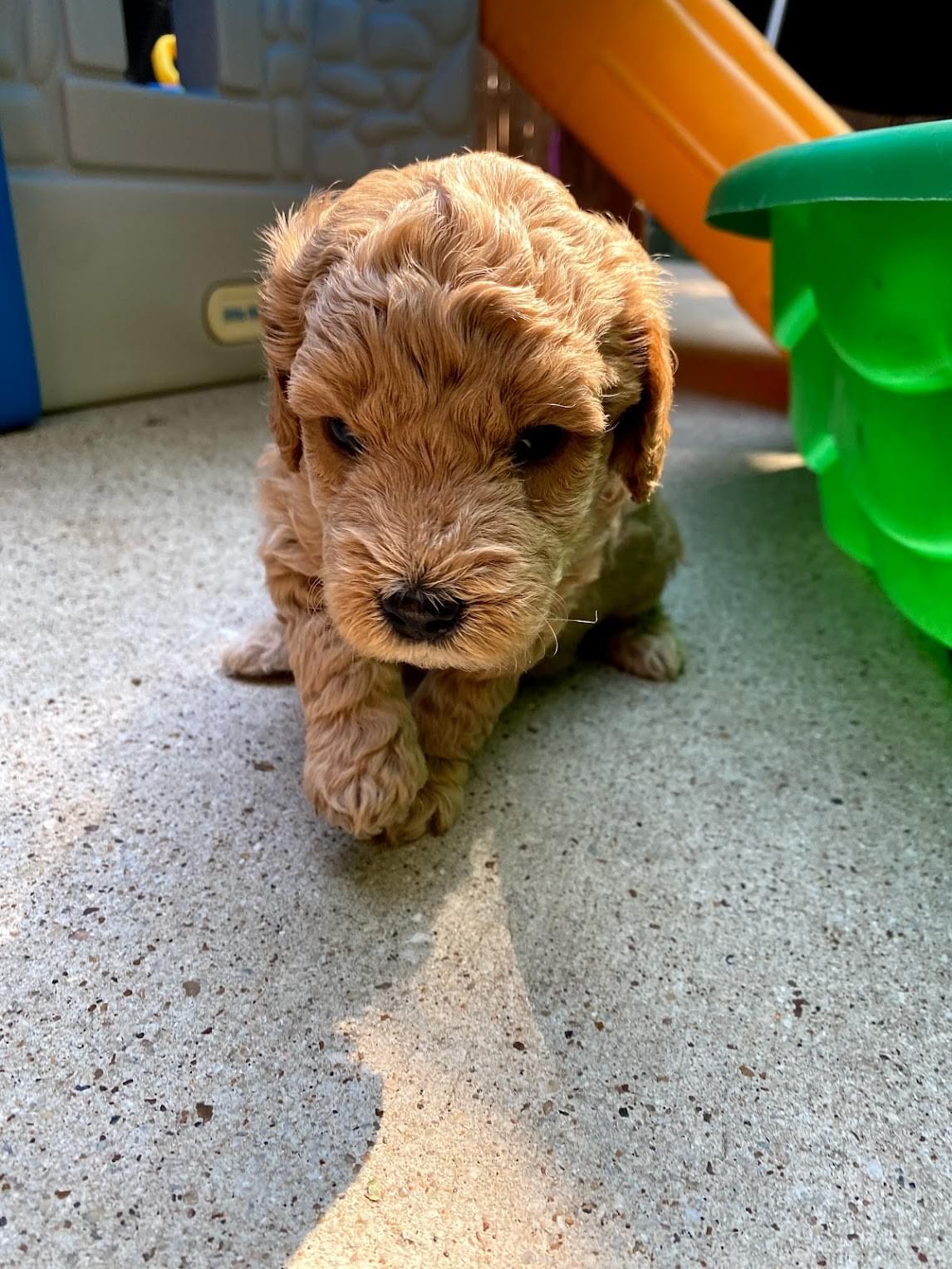 Labradoodles by Hazel
