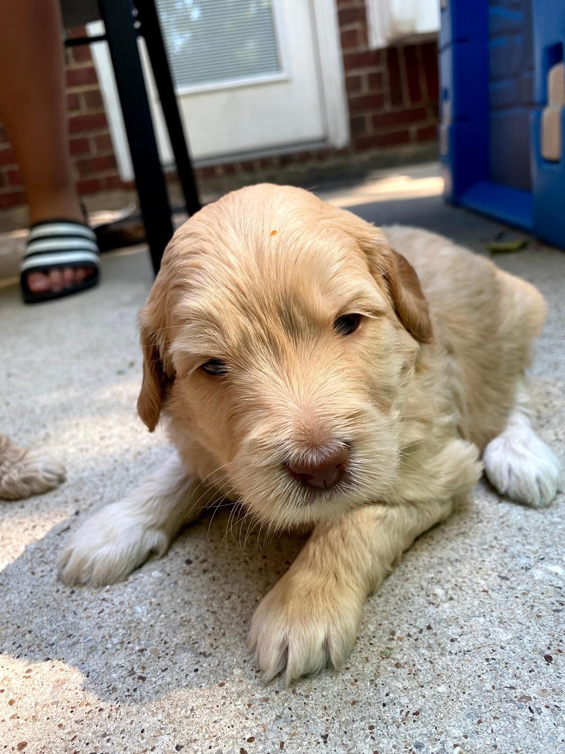Labradoodles by Hazel