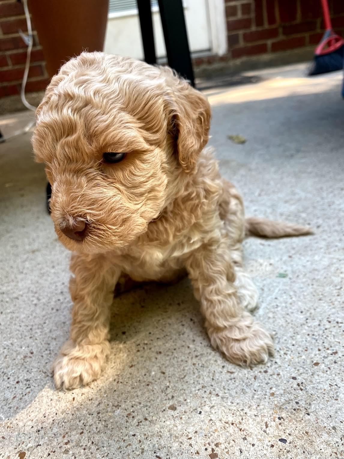 Labradoodles by Hazel