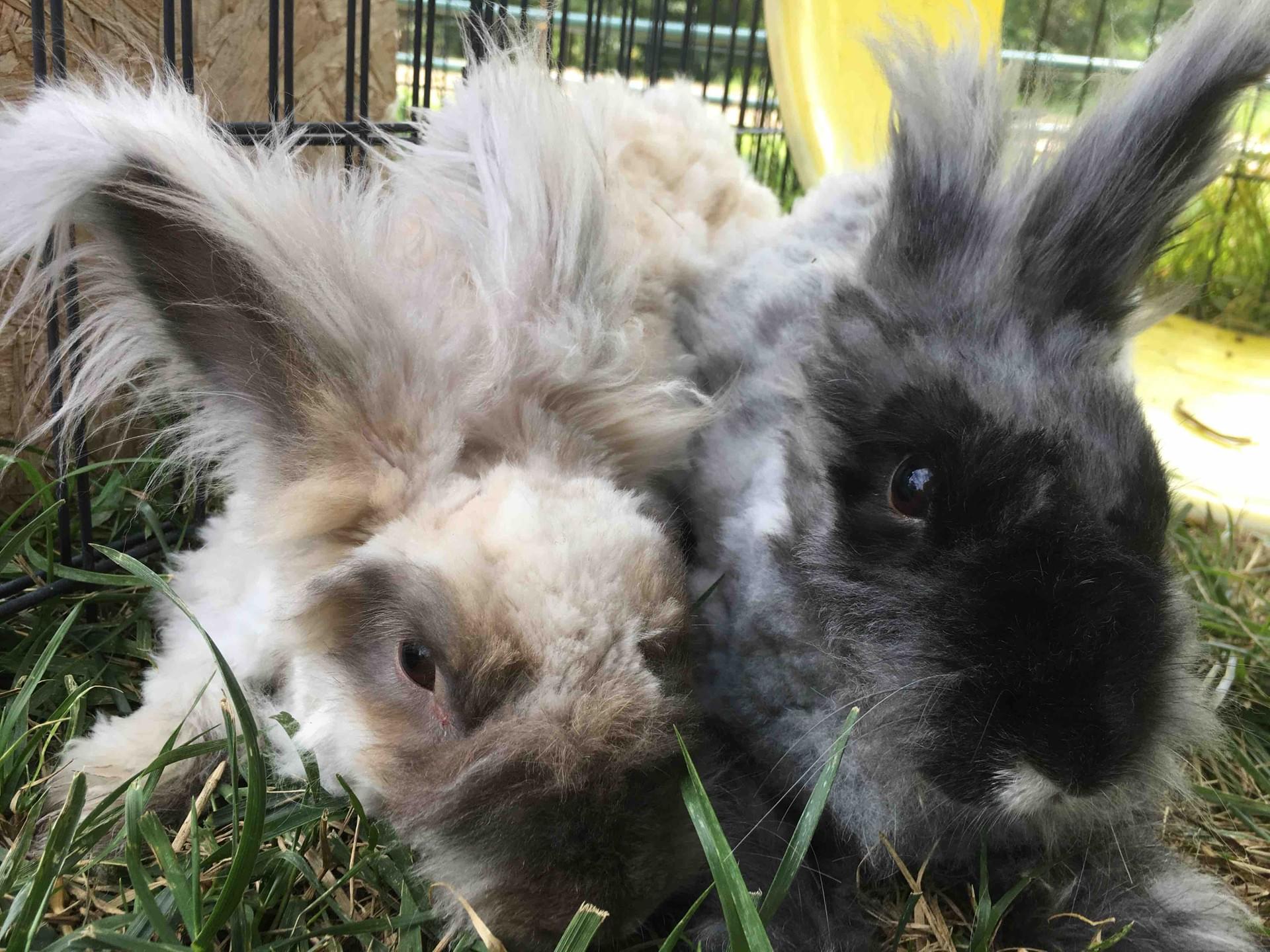 Double A Bunnies Rabbitry