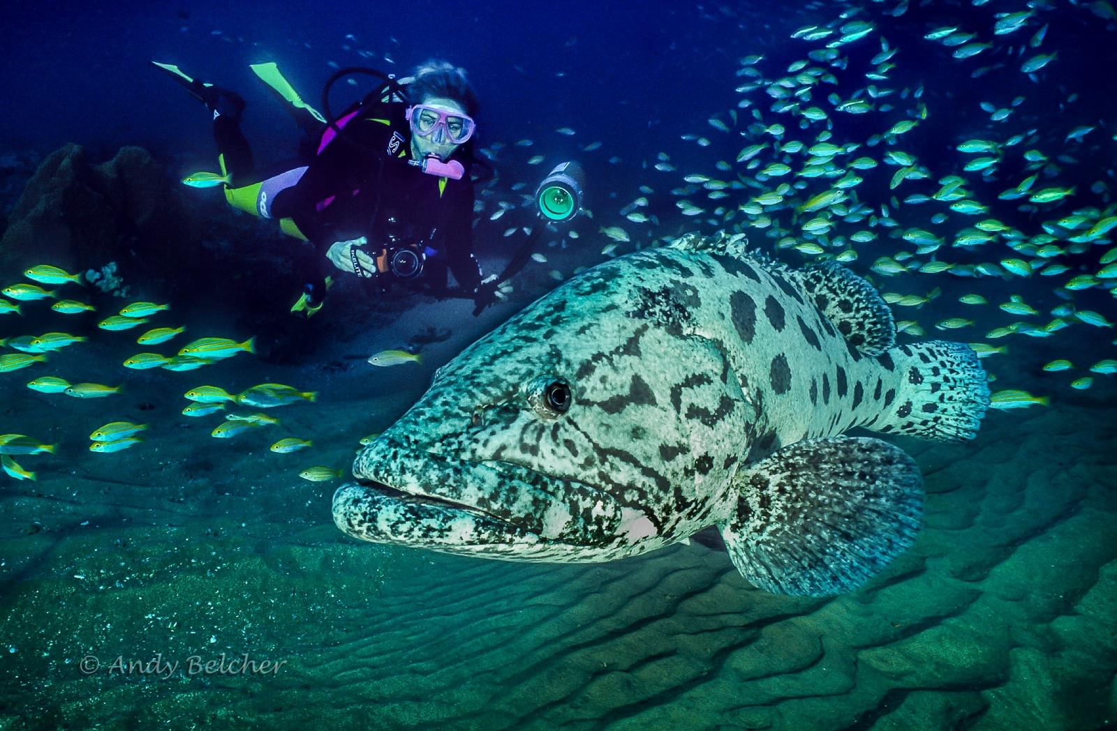 Andy Belcher | Legend Photography