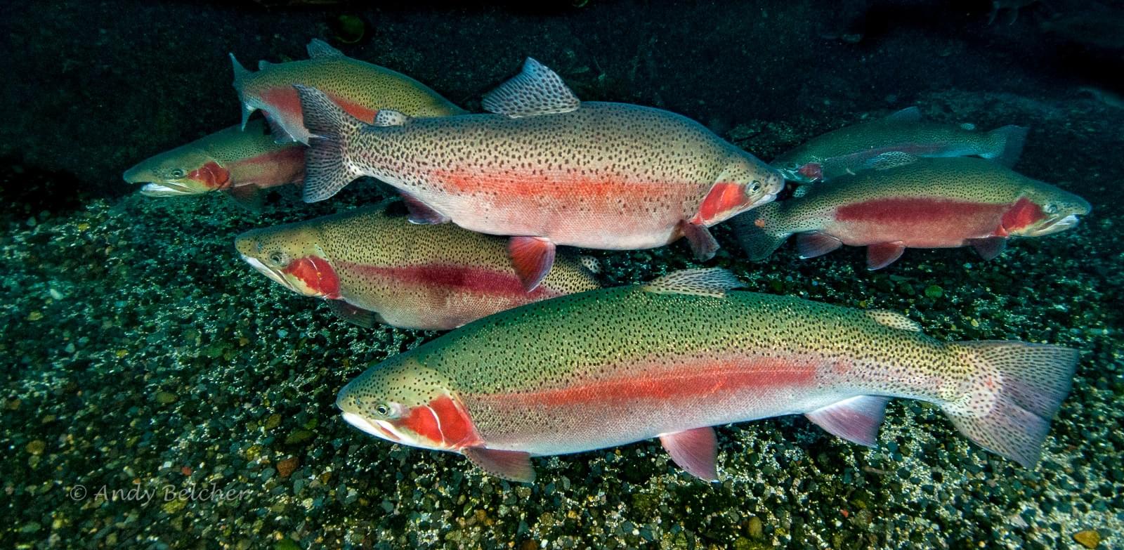 Andy Belcher | Legend Photography