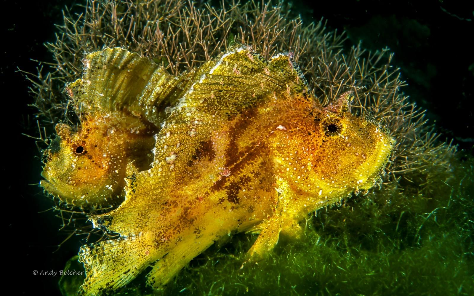 Andy Belcher | Legend Photography