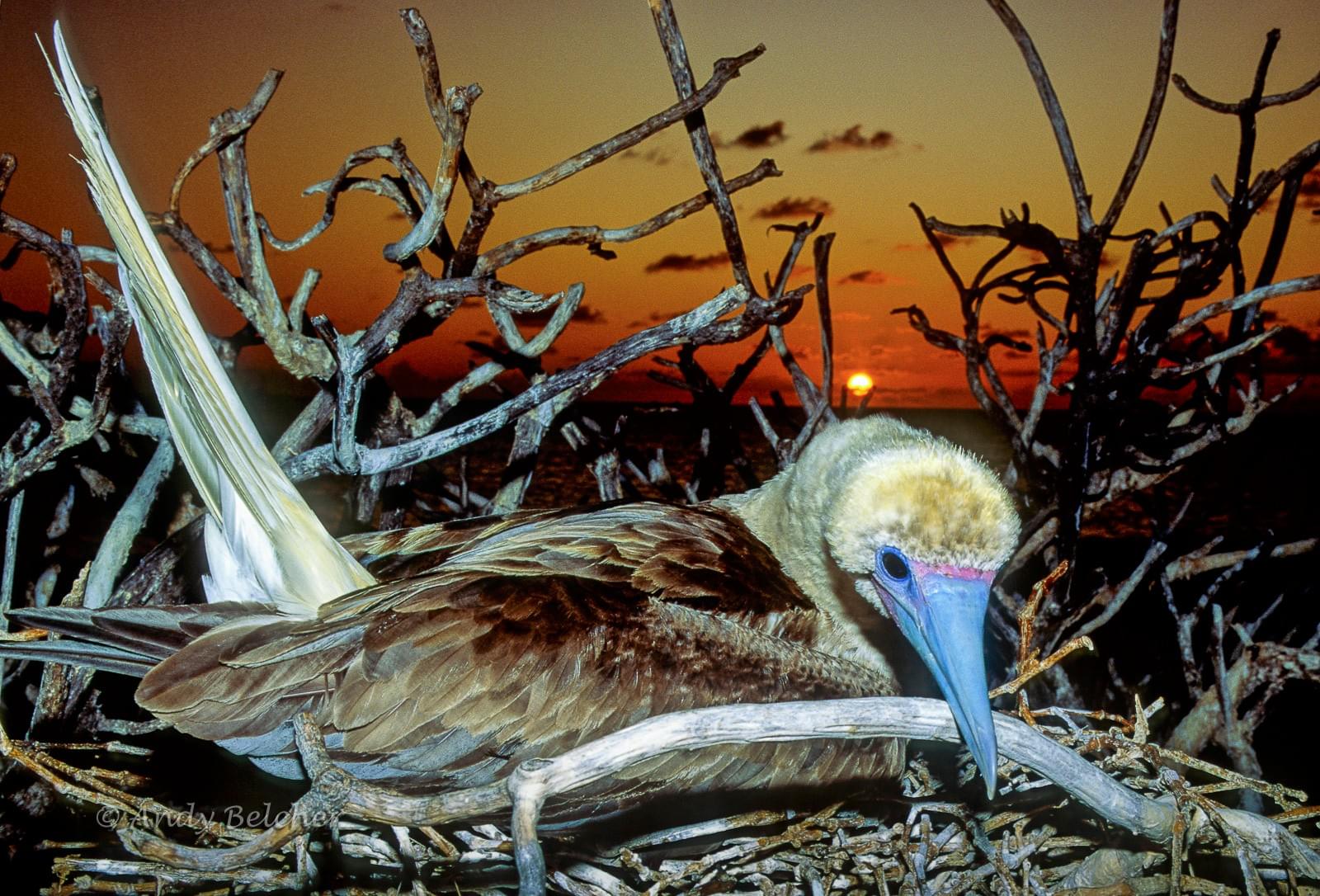 Andy Belcher | Legend Photography