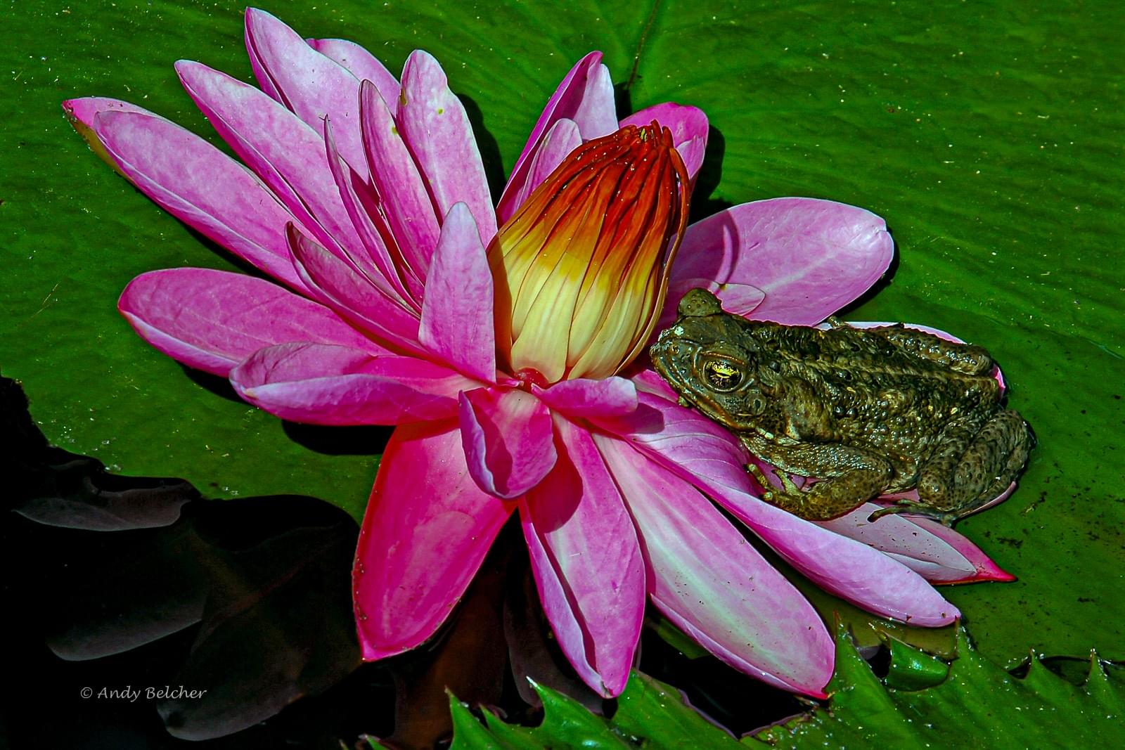 Andy Belcher | Legend Photography